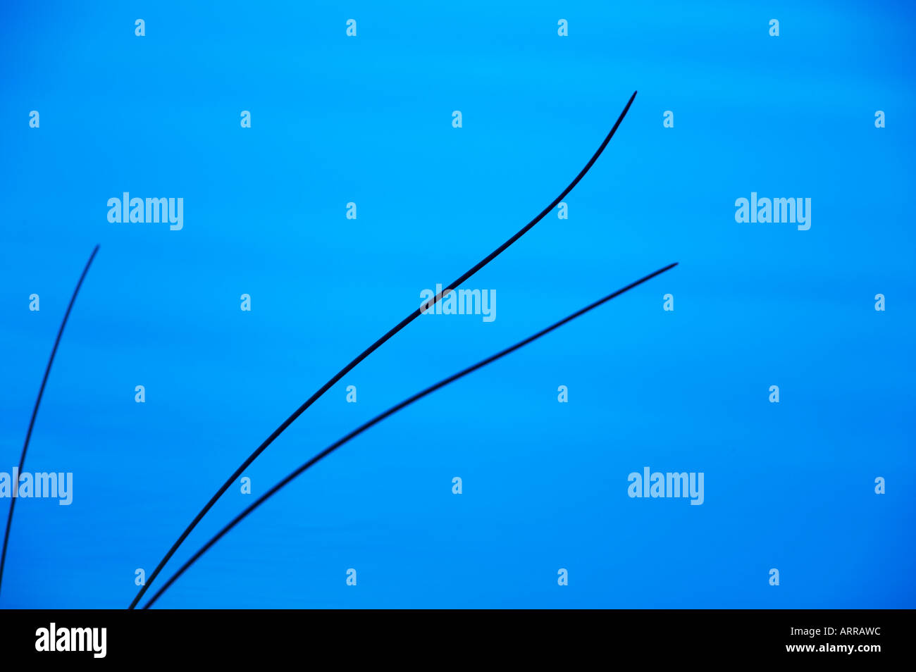 Reeds in Morning Mist, Wadsworth Lake near Barry's Bay, Madawaska ...