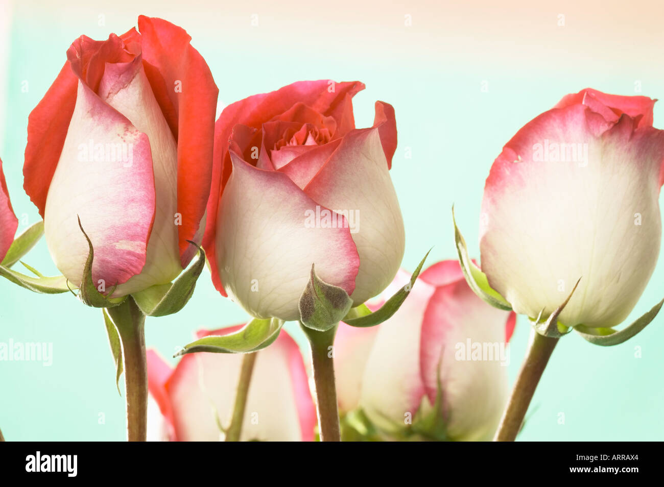 Roses cultivated in Ecuador, South America, Royalty Free Stock Photo ...