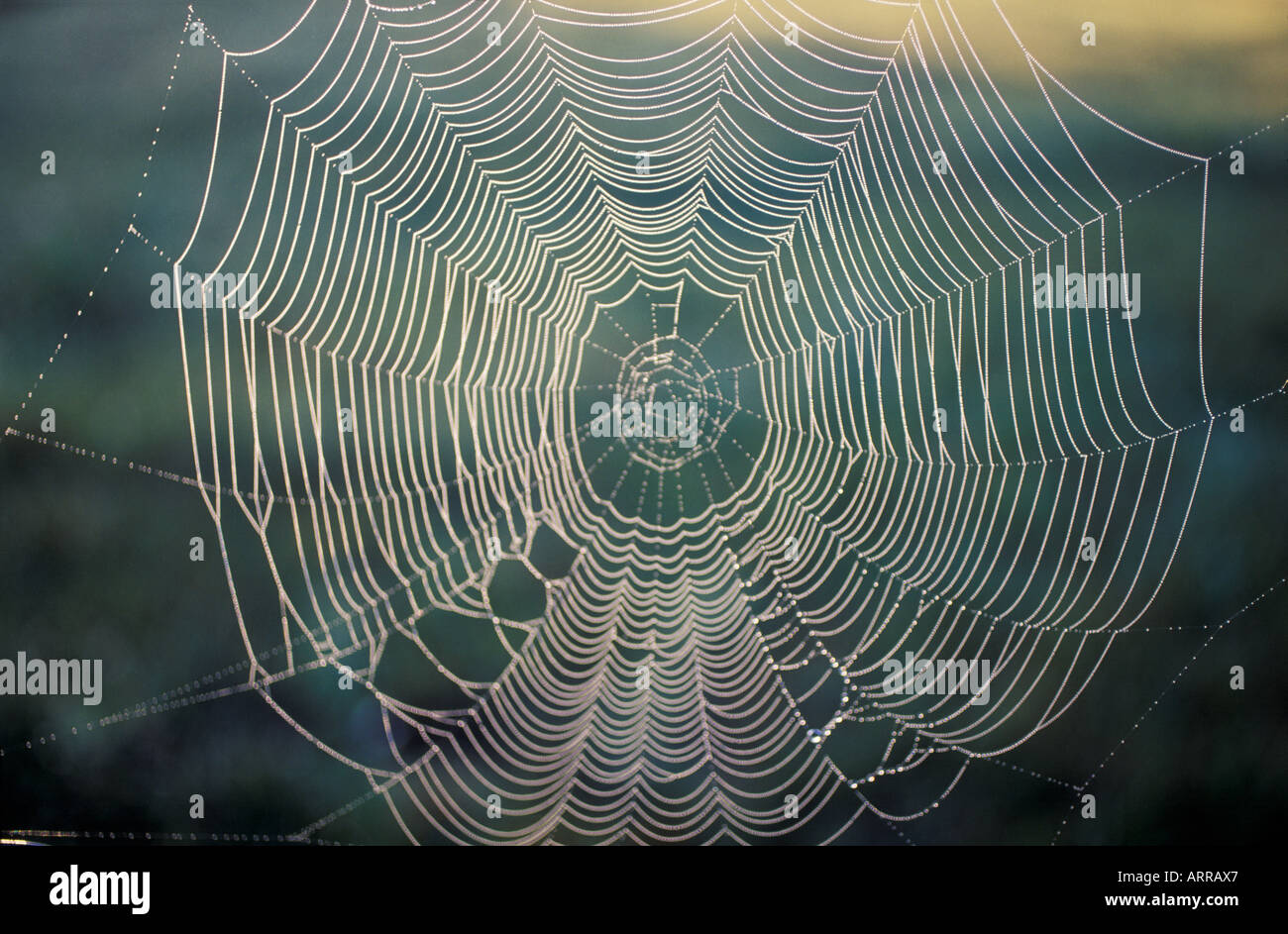 Spider Web at dawn, Riding Mountain National Park, Manitoba, Canada ...