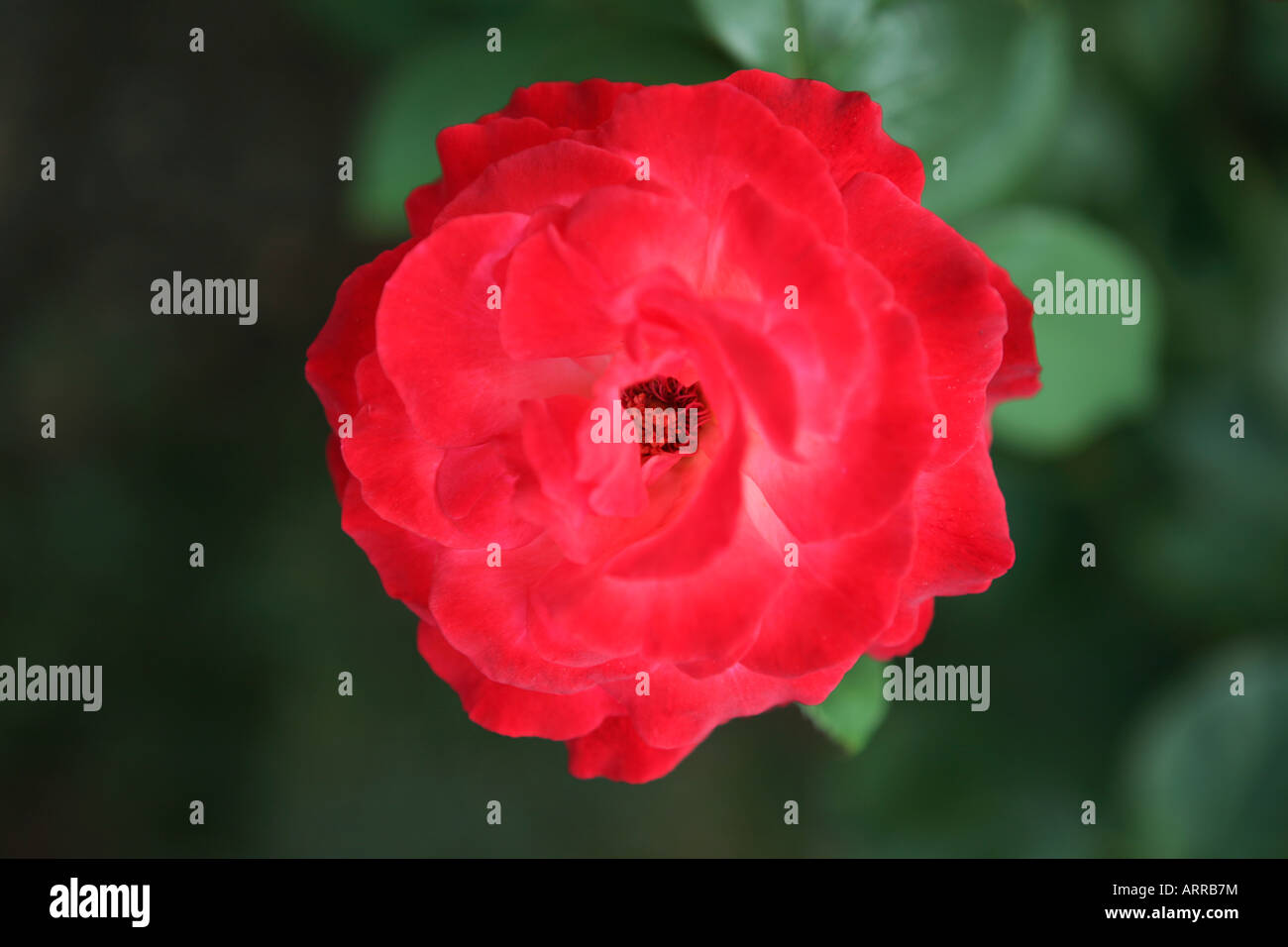 Red rose bush Stock Photo - Alamy