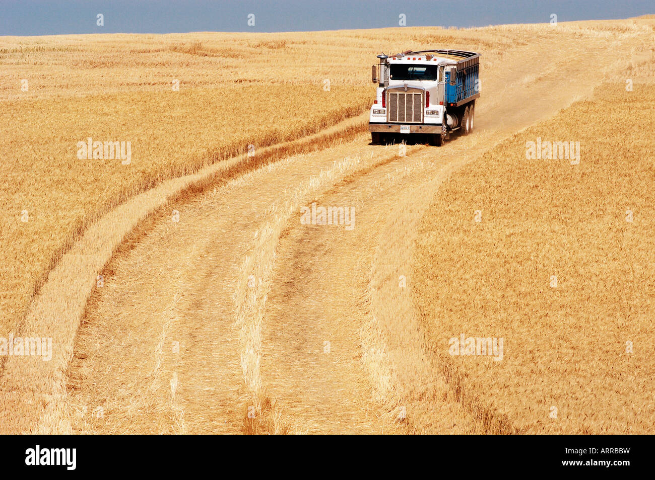 a farm truck with a load of wheat in the rolling hills of the Palouse ...