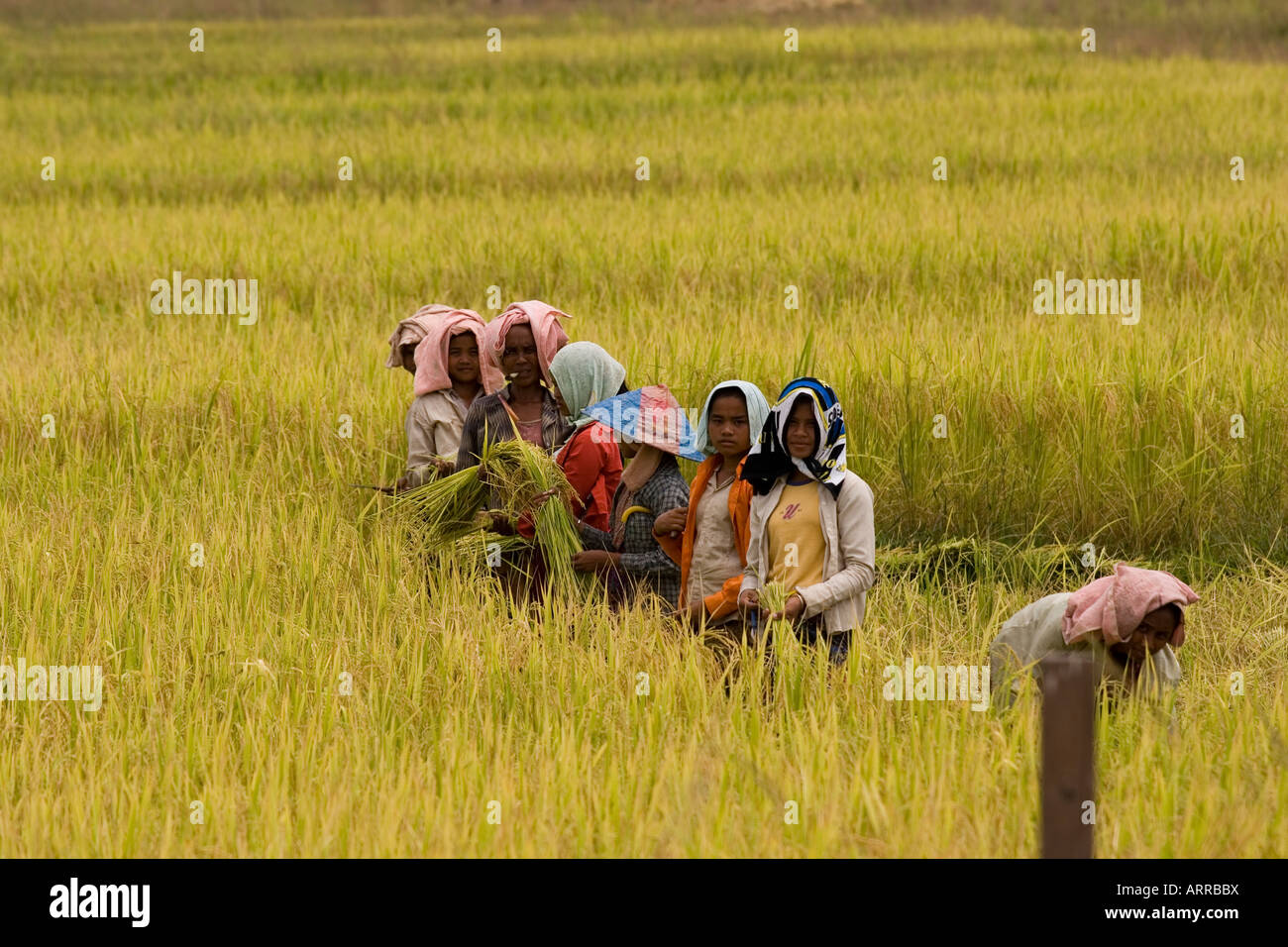 Women harvesting rice Attapeu province Laos Stock Photo - Alamy