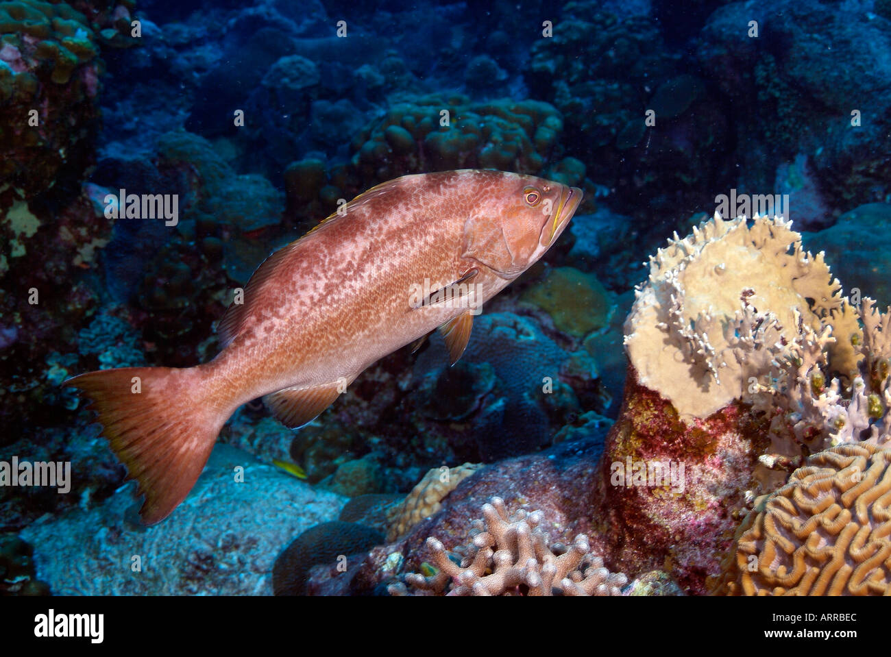 Marine life in the Gulf of Mexico red grouper Stock Photo - Alamy