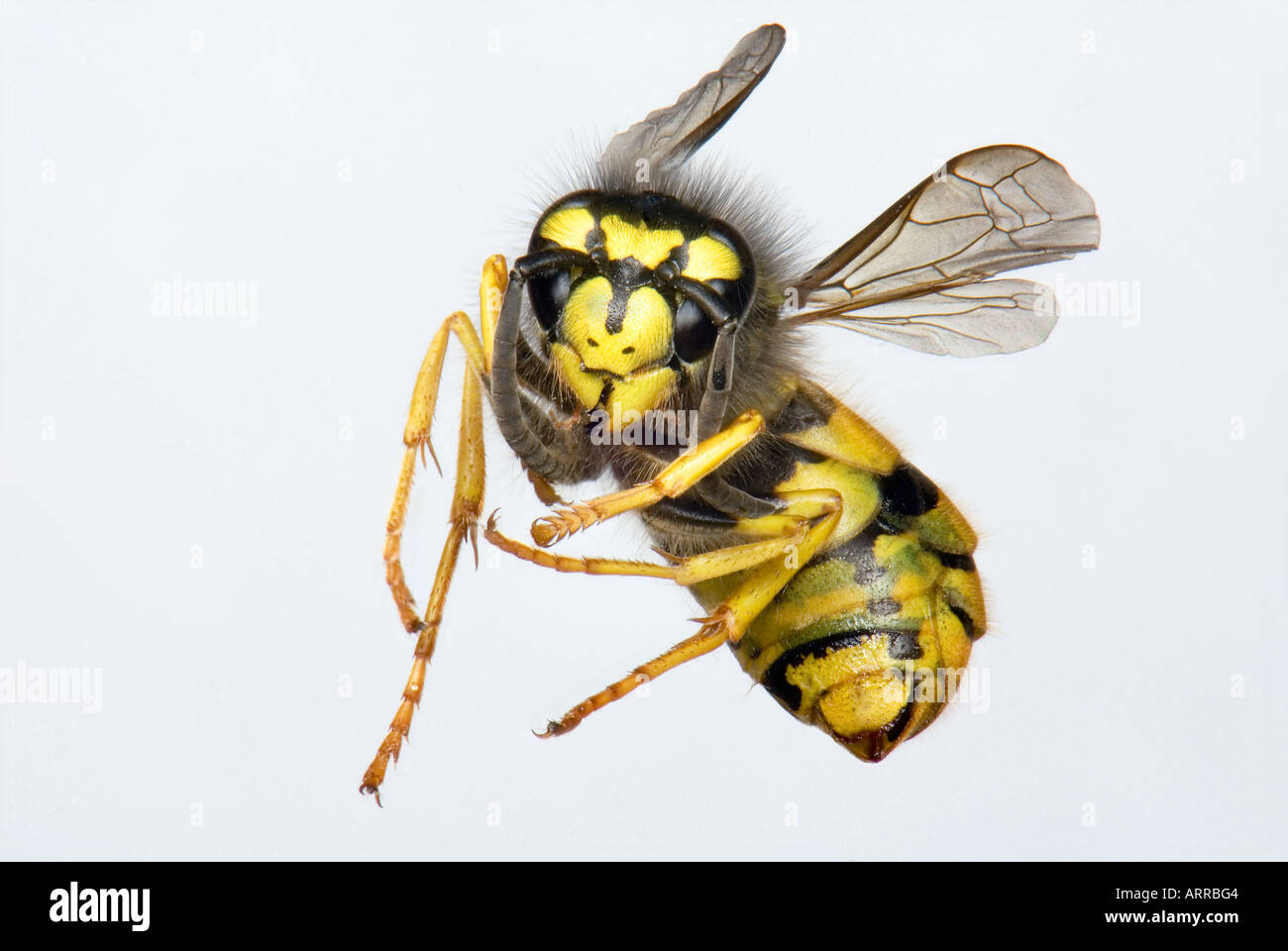 portrait of a wasp CLOSE UP macro mikro micro closeup with thumping ...