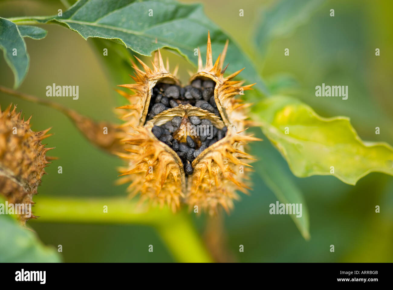fruit of DATURA stramonium L jimsonweed Stechapfel seedhead seed head ...