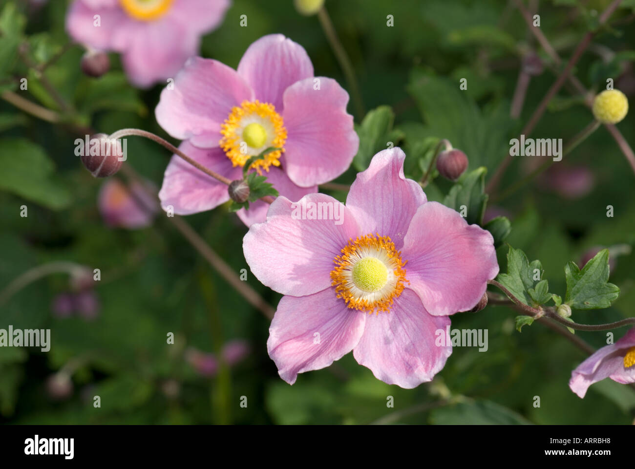 Pink Fall Anemone Flower High Resolution Stock Photography and Images ...