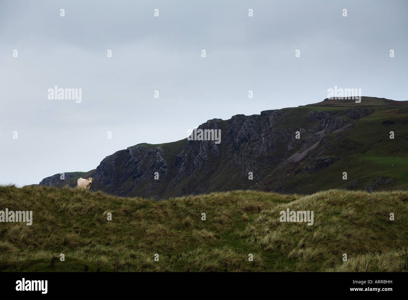 Cow on Grassy Cliff Inishowen Peninsula, County Donegal, Republic of ...