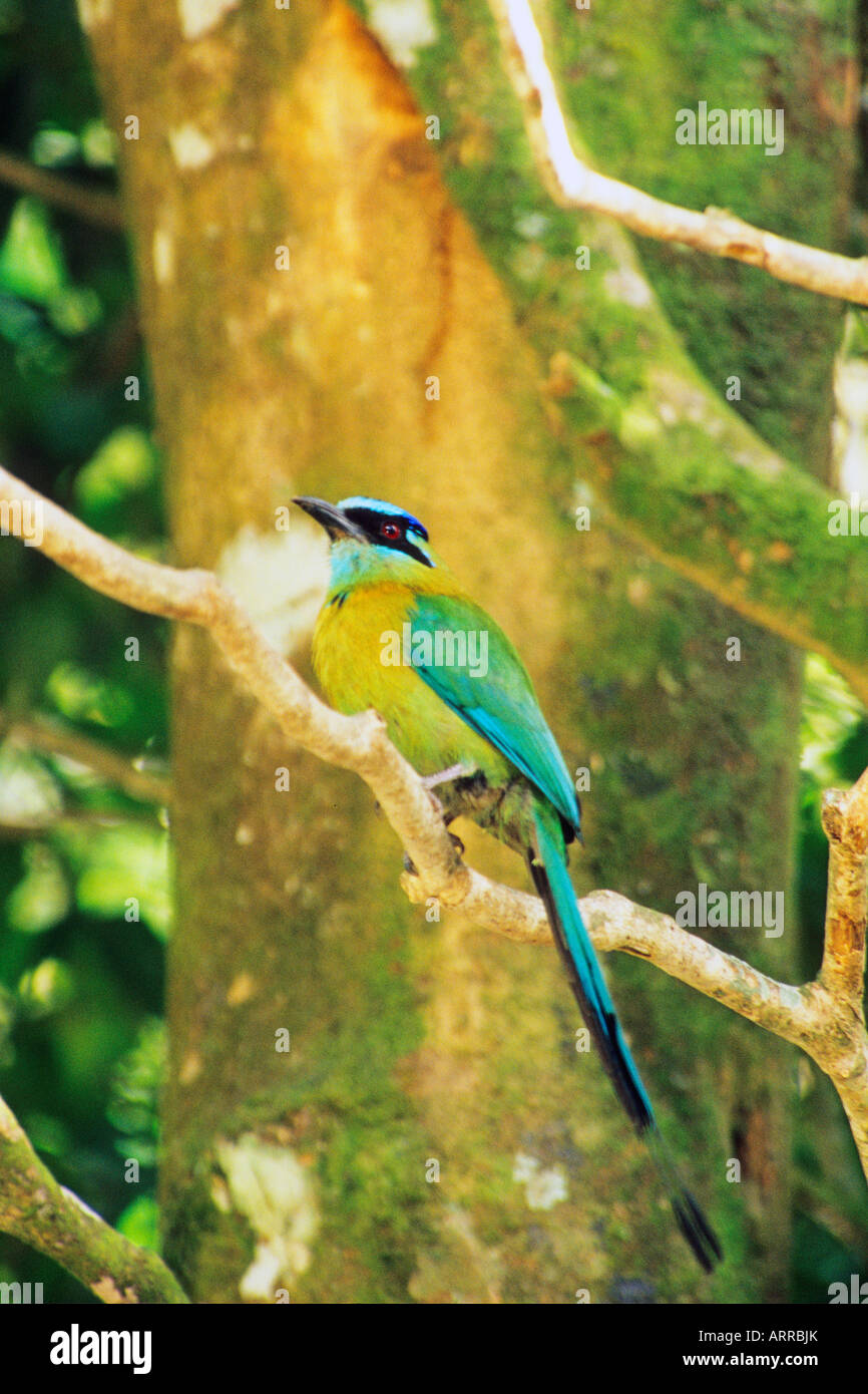 Blue-crowned Motmot, Momotus momota, Monteverde Cloud Forest Preserve ...