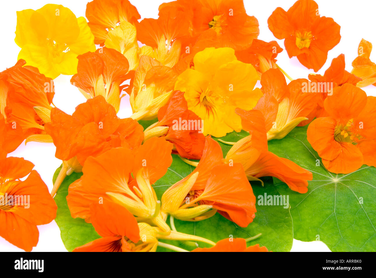 edible flowers CRESS Tropaeolum majus nose-twister nose twister ...