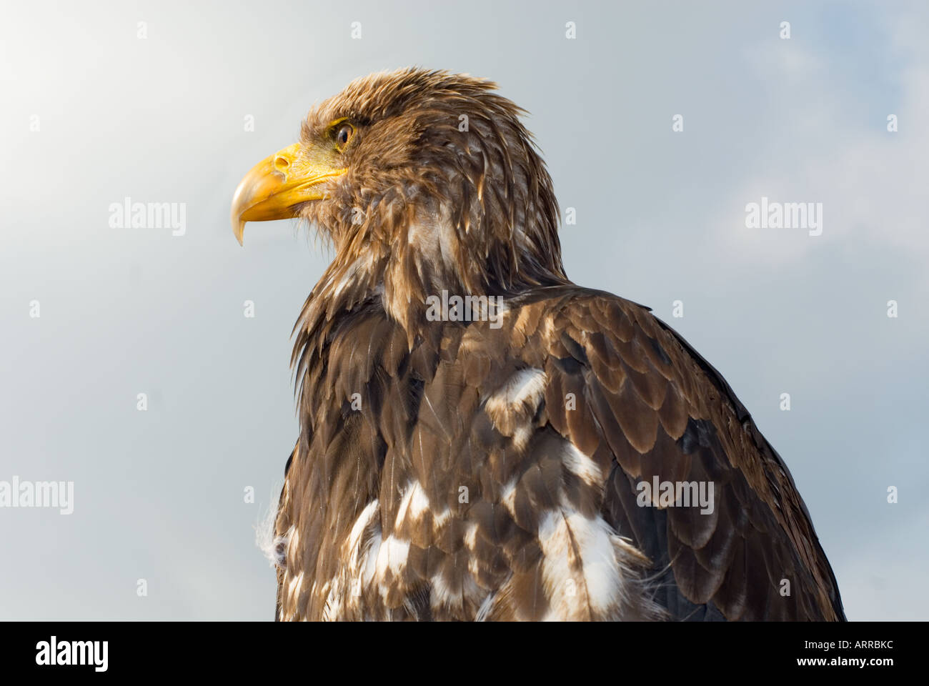Buzzard group hi-res stock photography and images - Alamy