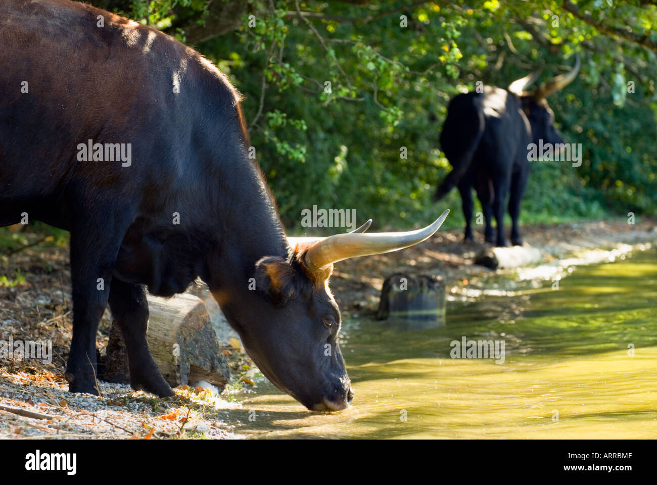 cow cattle ox bull longhorn long horn meadow pasture willow grazing ...