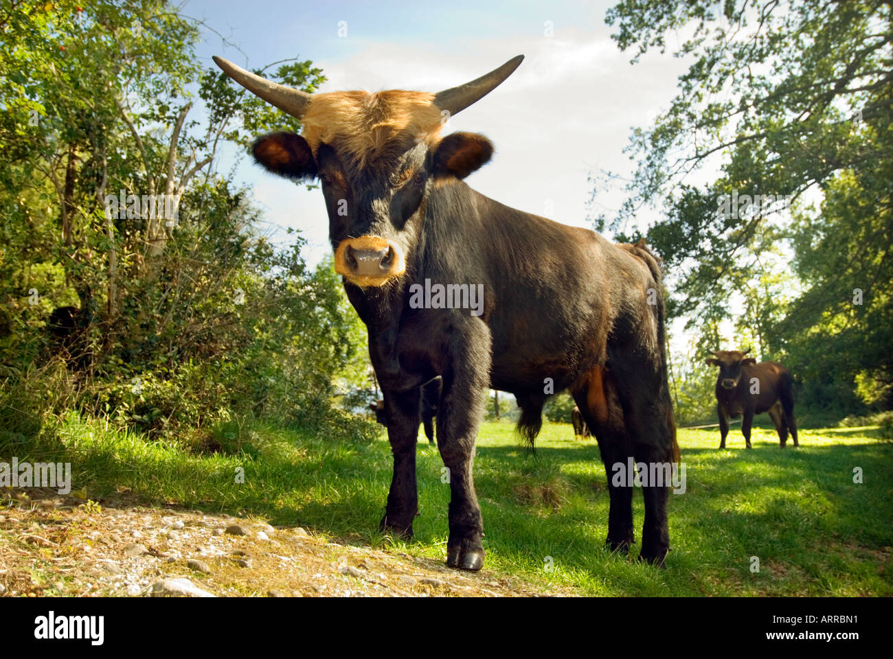 Long horn ox hi-res stock photography and images - Alamy