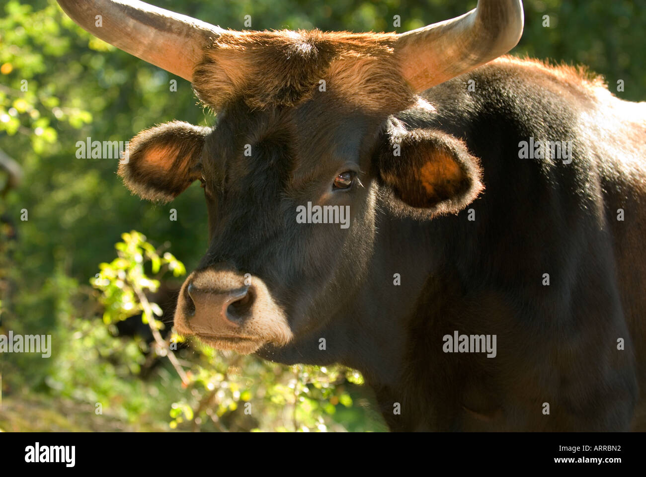 Long horn ox hi-res stock photography and images - Alamy