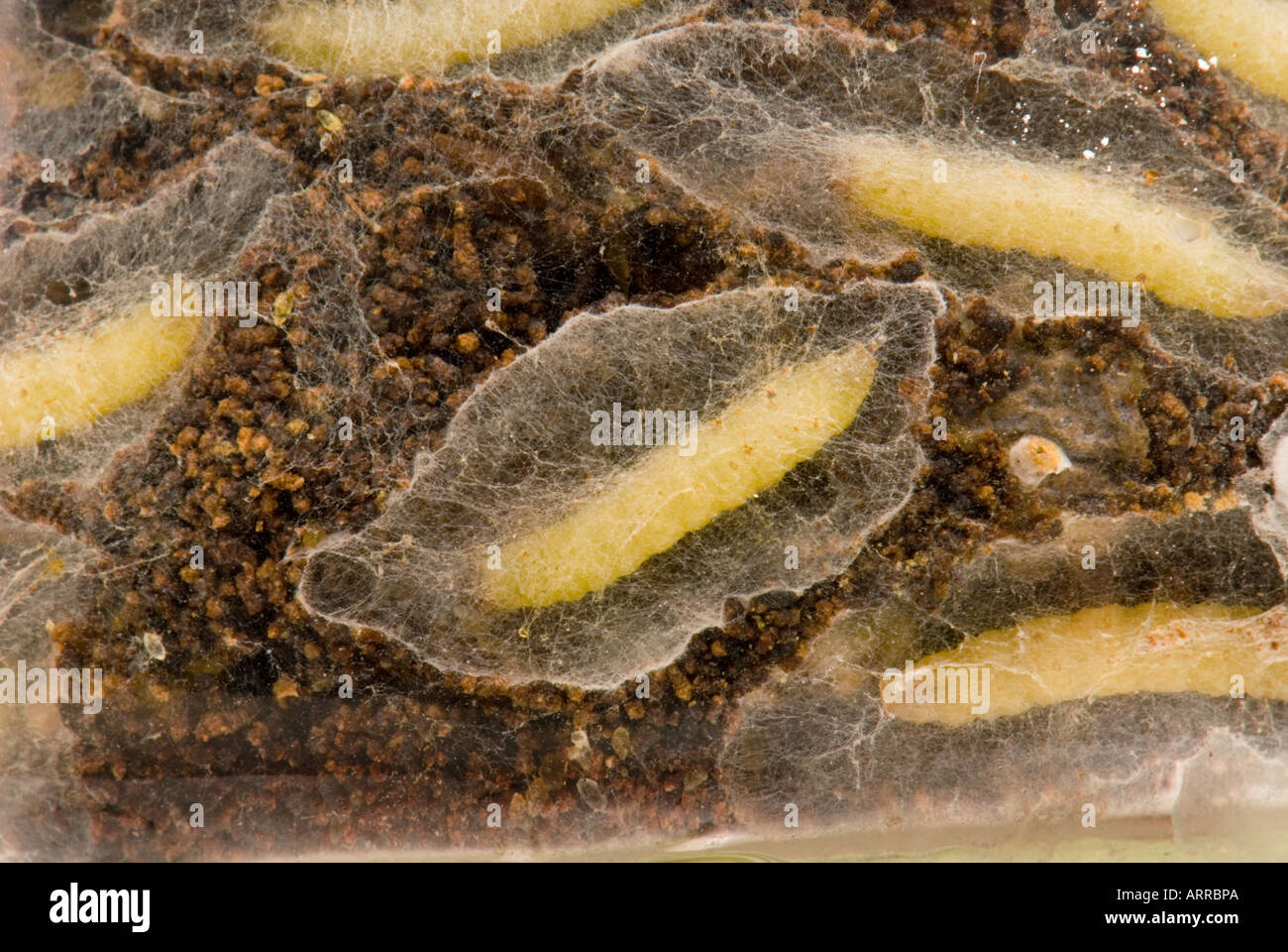 Indianmeal moth hi-res stock photography and images - Alamy