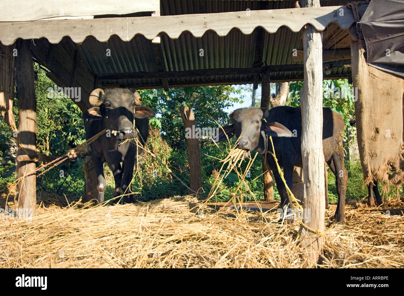 cows feeding food eat eating cows cattles at a village cottage in Royal ...