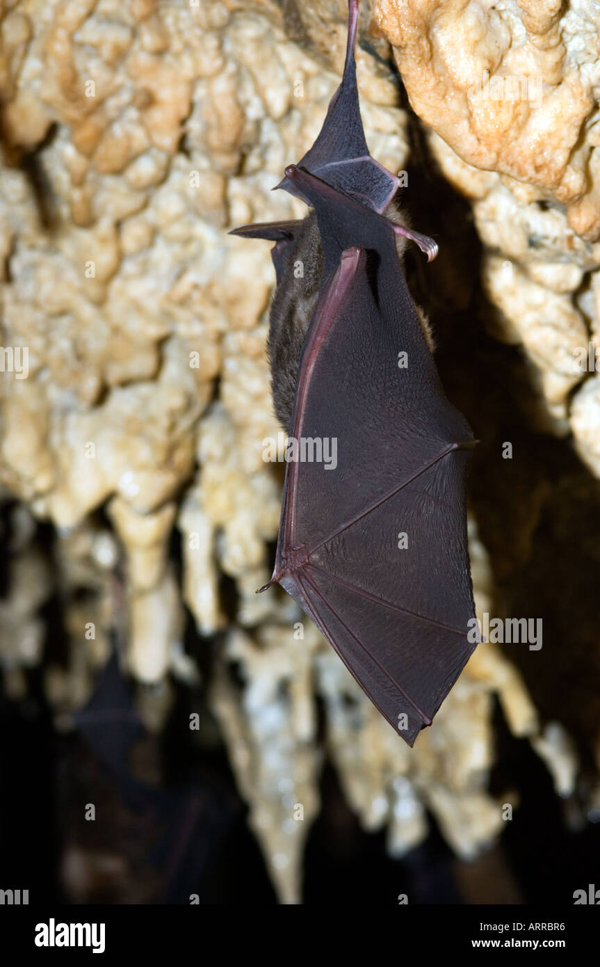 Horseshoe bats asia hi-res stock photography and images - Alamy