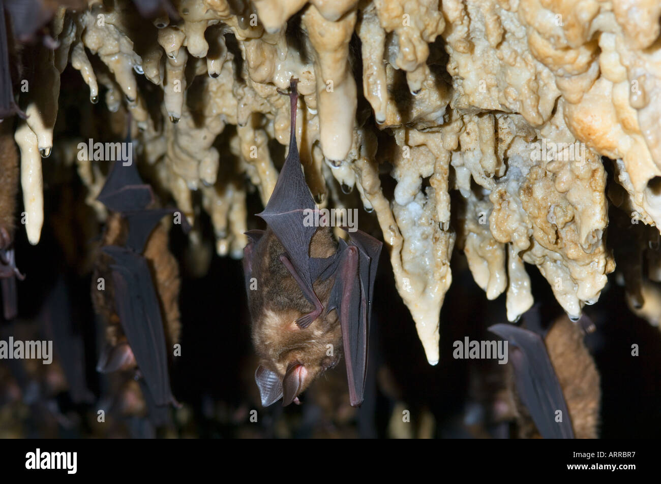thousands of Asian bats in the cave, wildlife Stock Photo - Alamy