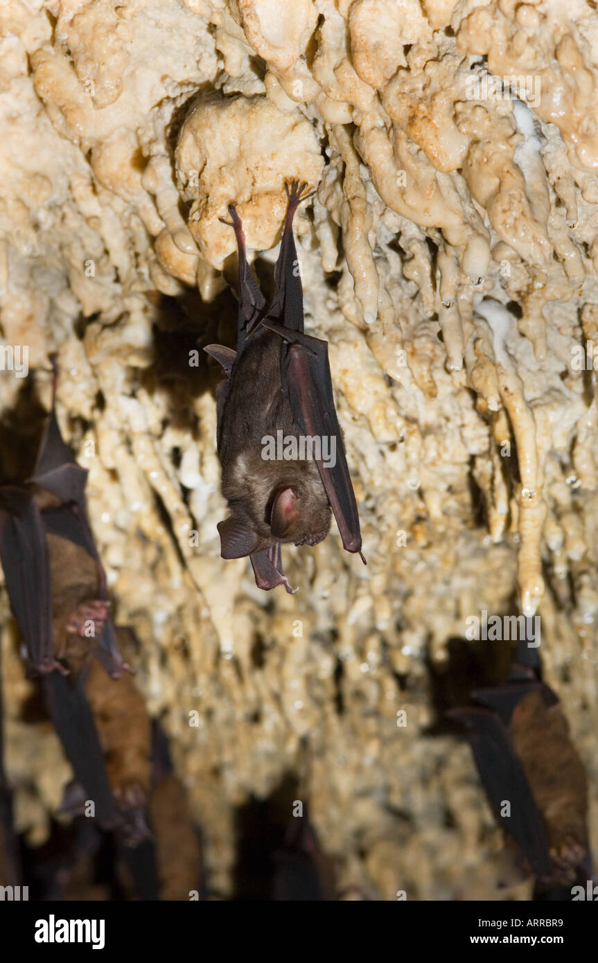 Asian bats hi-res stock photography and images - Alamy