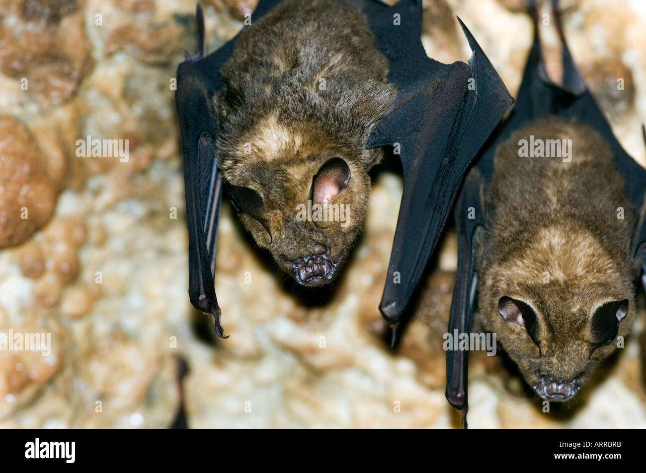 Horseshoe bats asia hi-res stock photography and images - Alamy