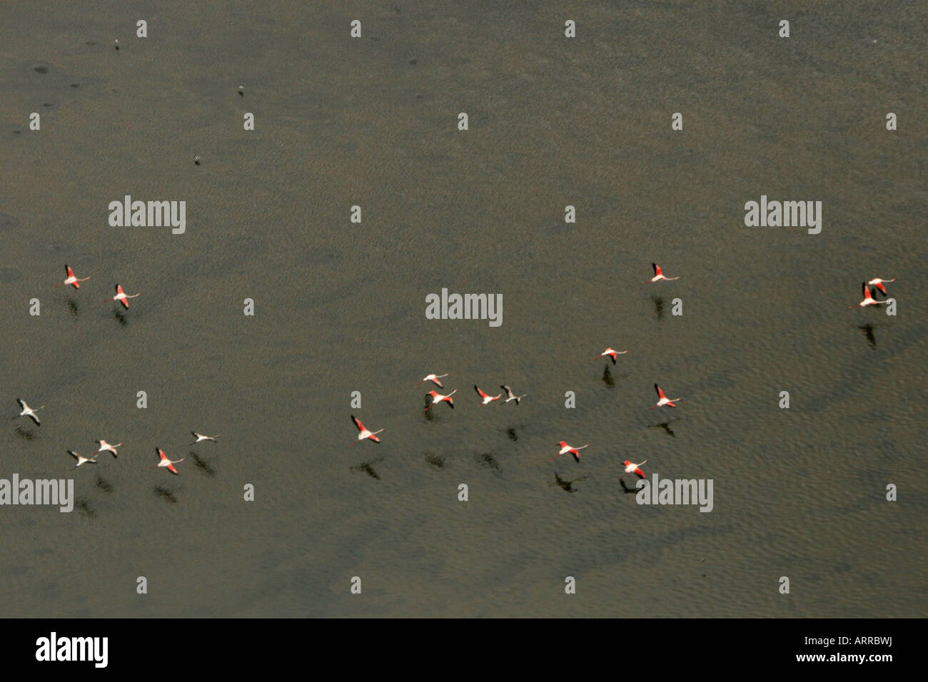 Flamingos fly over water Stock Photo - Alamy