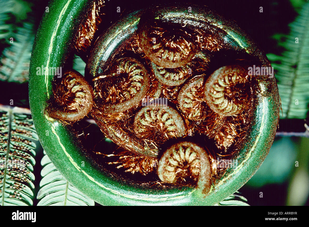 Fern head coil, Monteverde Cloud Forest Preserve, Costa Rica Stock ...