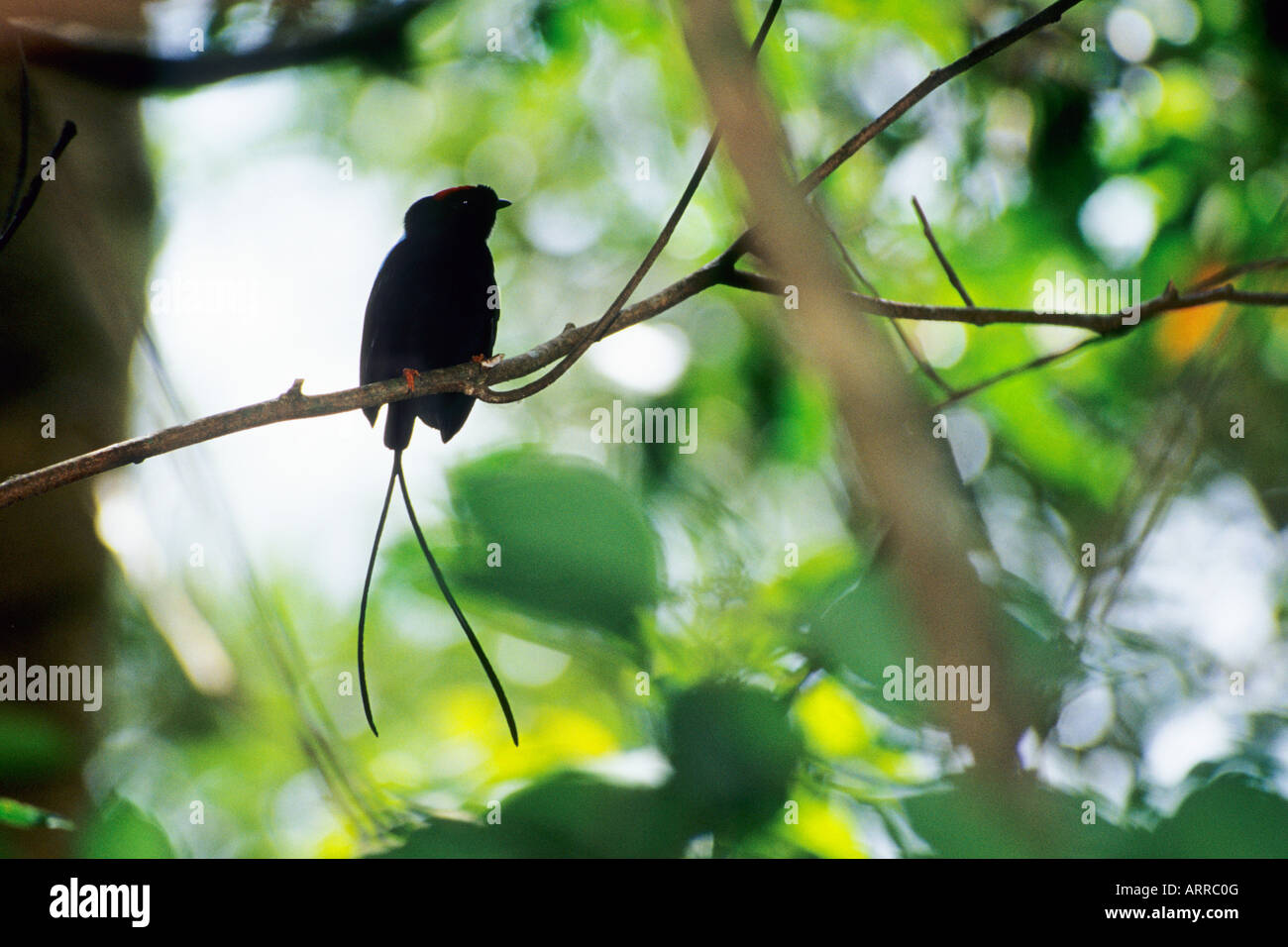 Long-tailed Manakin (Chiroxiphia linearis), Monteverde Cloud Forest ...
