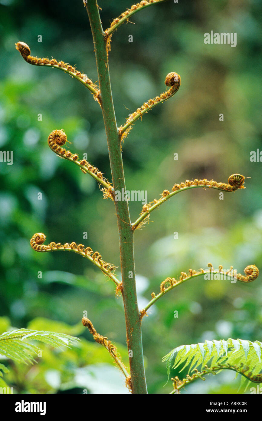 Fern, Monteverde Cloud Forest Preserve, Costa Rica Stock Photo - Alamy