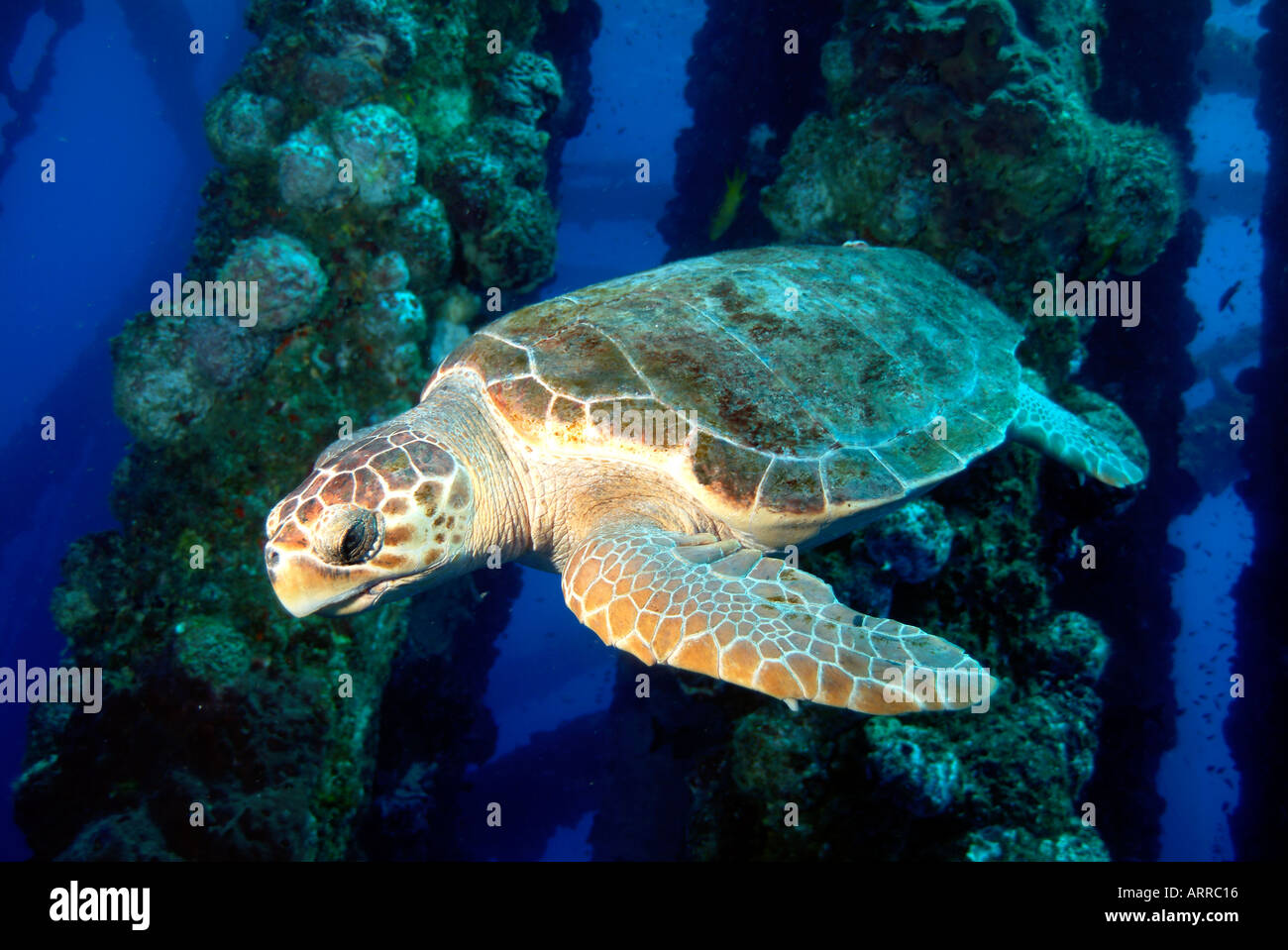Marine life in the Gulf of Mexico loggerhead sea turtle Stock Photo - Alamy