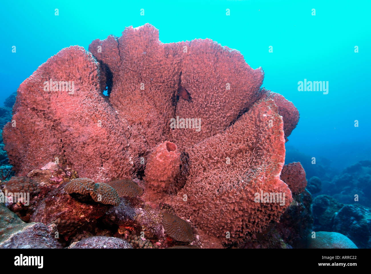 Marine life in the Gulf of Mexico big barrel sponge Stock Photo - Alamy