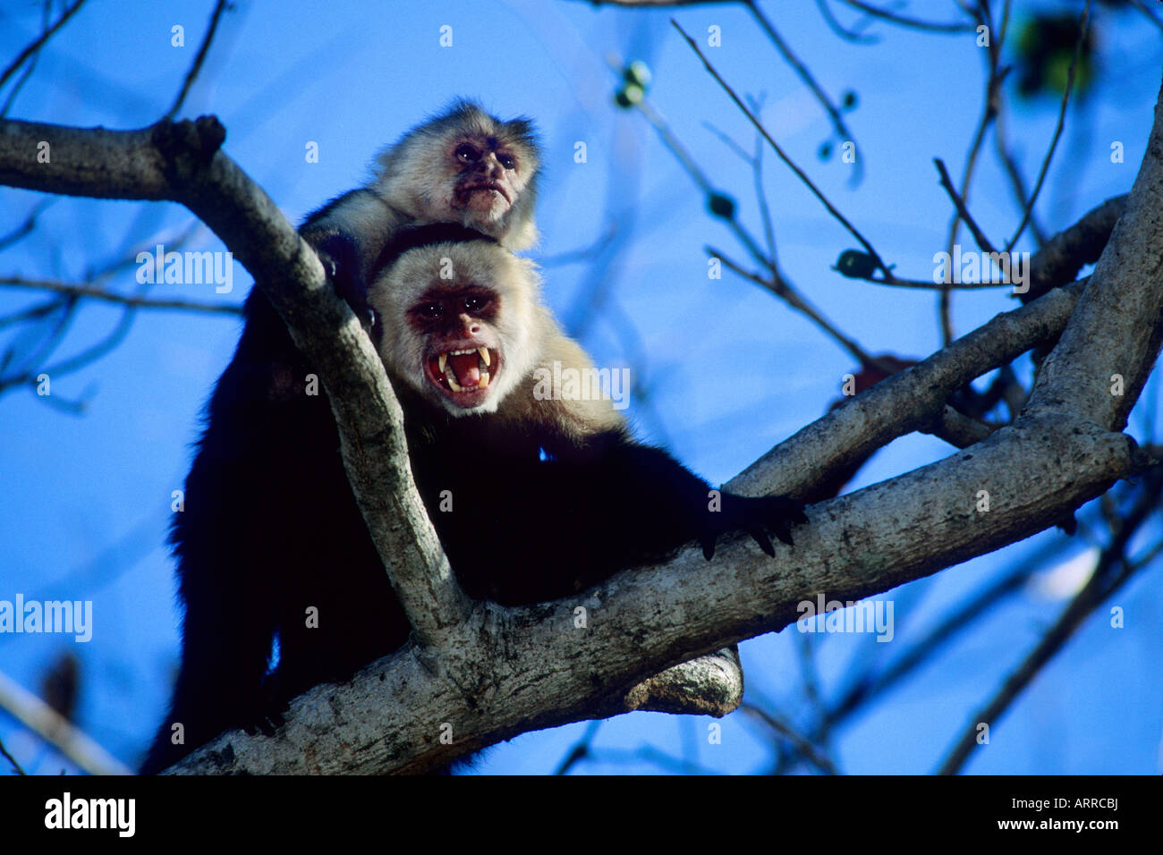 White-faced Capuchin Monkey - White-headed Capuchin (Cebus capucinus ...
