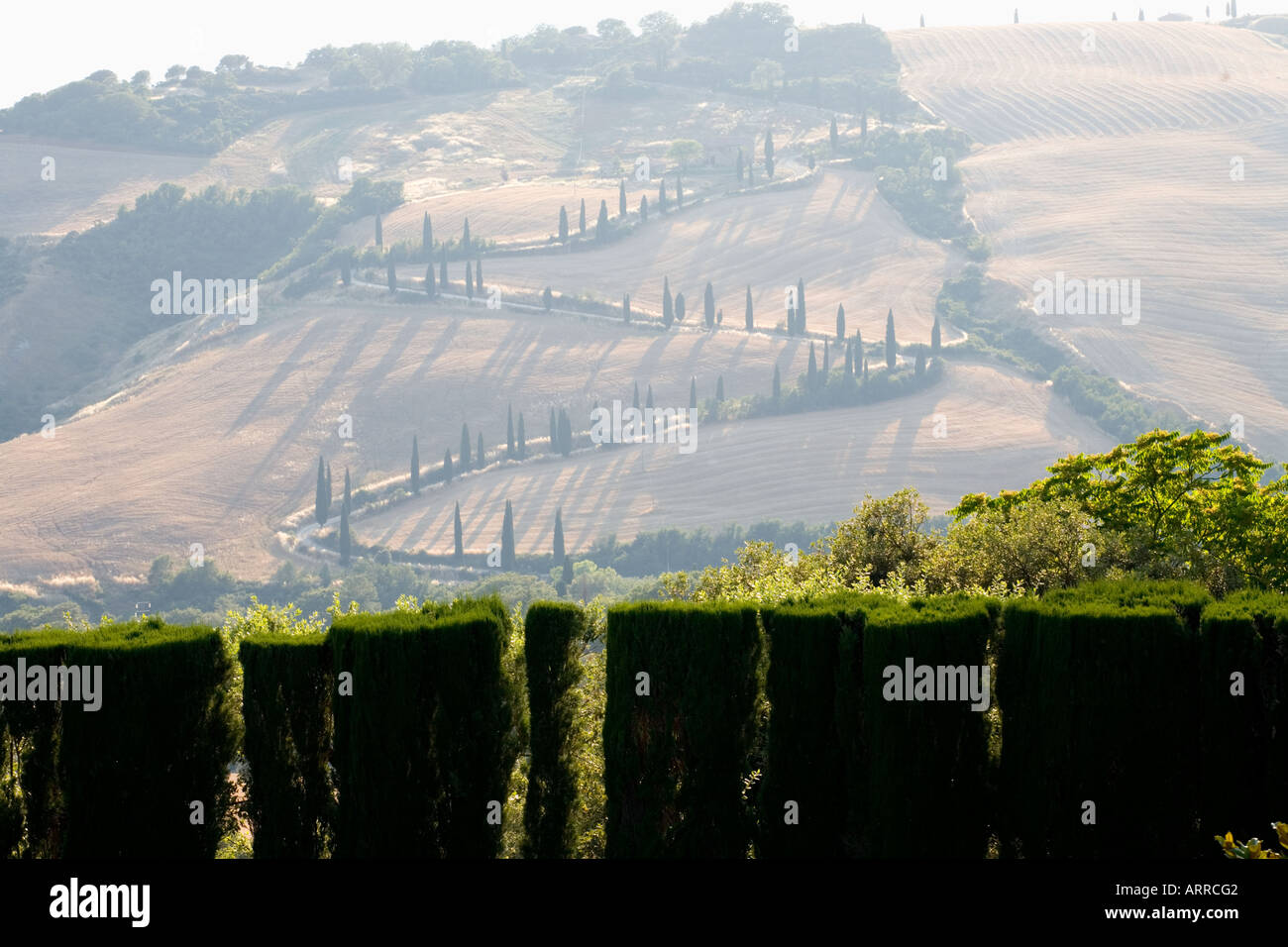 Columnar cypress hi-res stock photography and images - Alamy