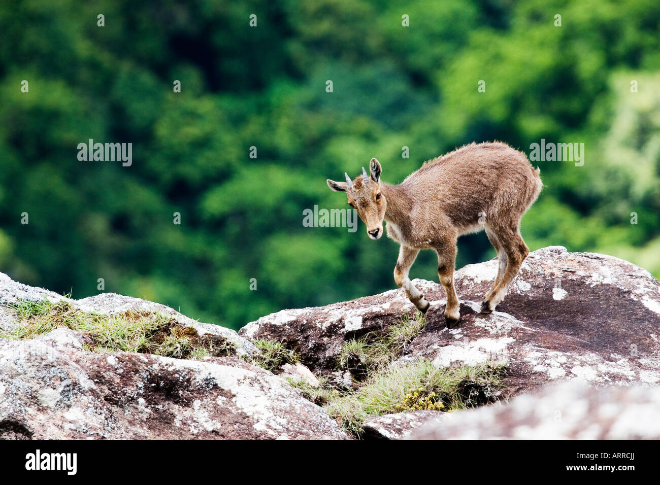 Silent Valley Animals
