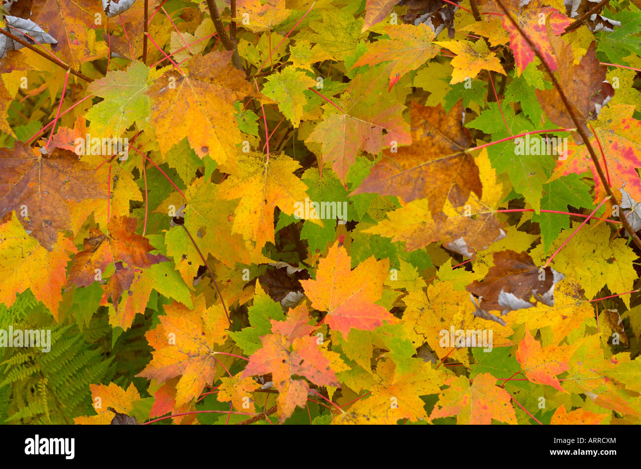 Colorful Autumn Leaves Closeup in a horizontal format (Vertical also ...