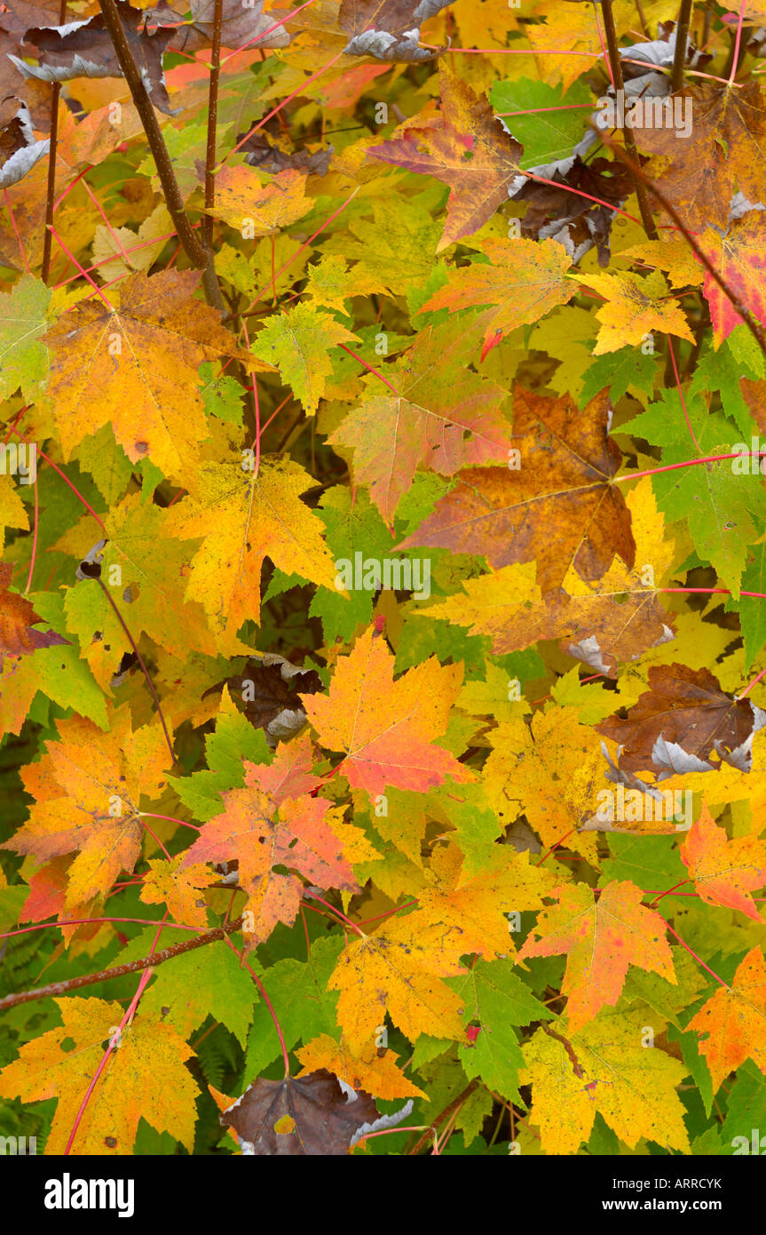 Colorful Autumn Leaves Closeup in a horizontal format. (Horizontal also ...