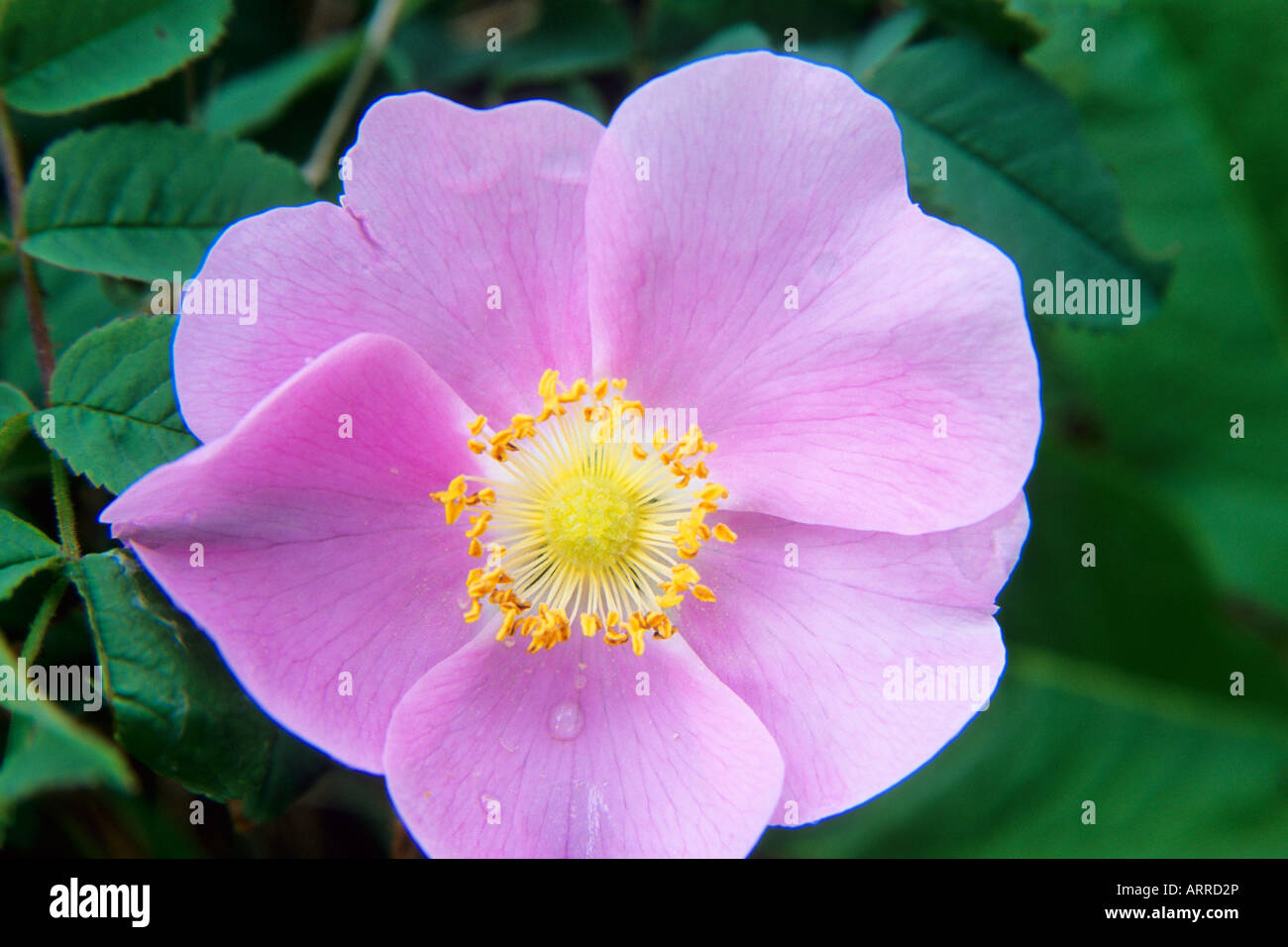 Nootka rose hi-res stock photography and images - Alamy
