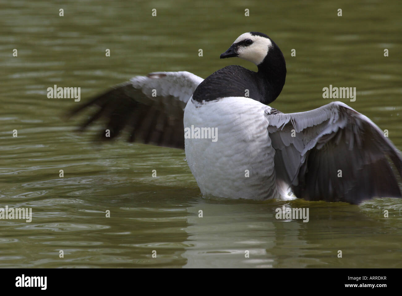 Barnacle goose Branta leucopsis stretching its wings Stock Photo - Alamy