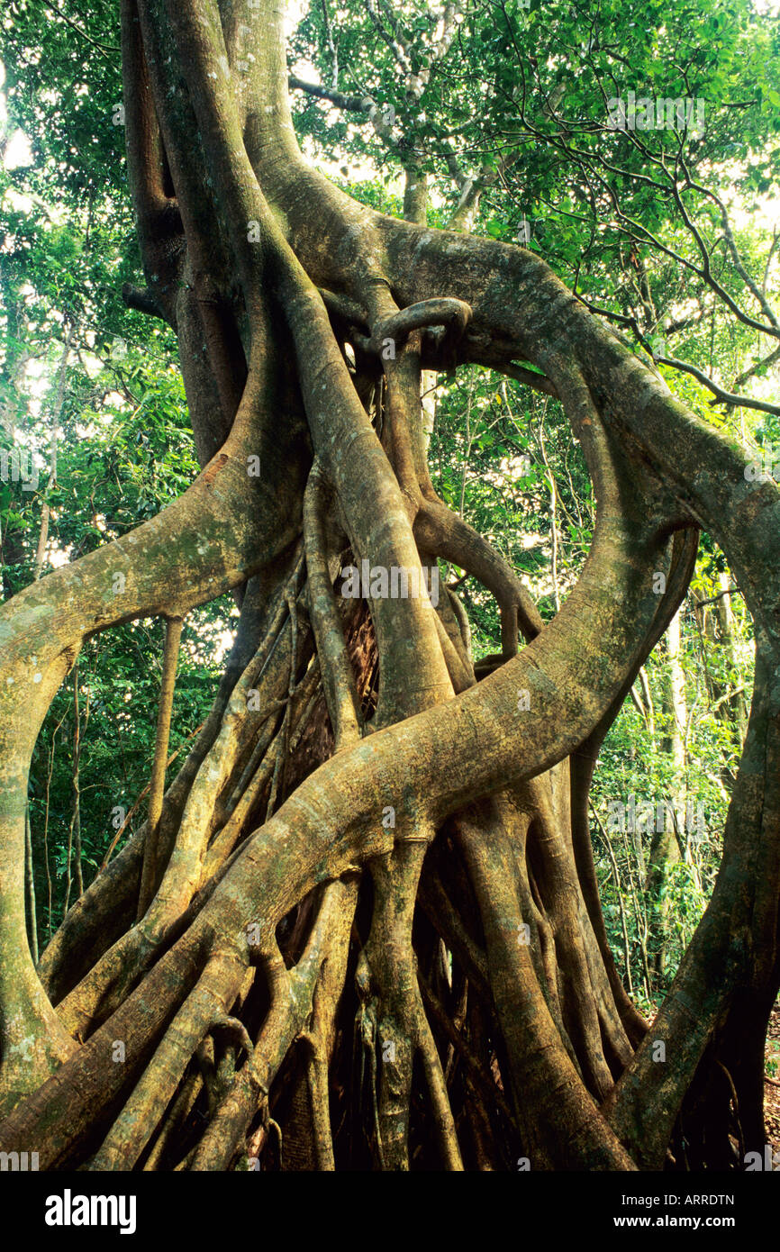 Ficus (Fig) tree, Monteverde Cloud Forest Preserve, Costa Rica Stock ...