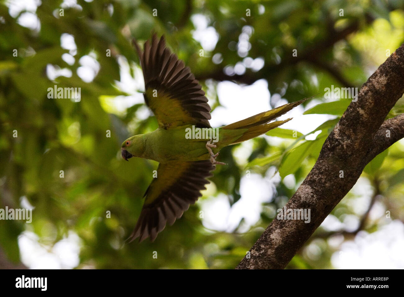 A parrot flying Stock Photo - Alamy