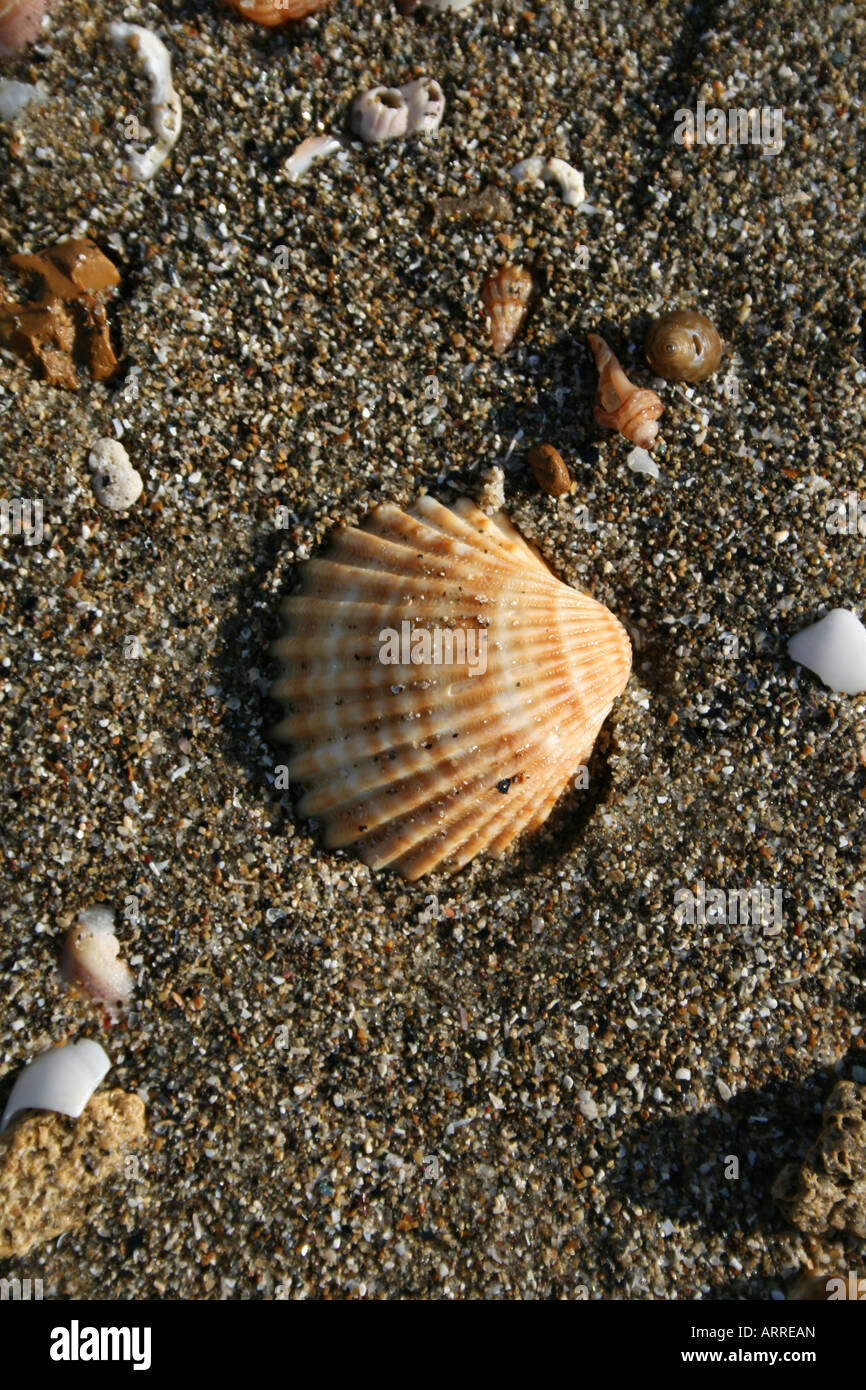 sea shells on sand Stock Photo - Alamy