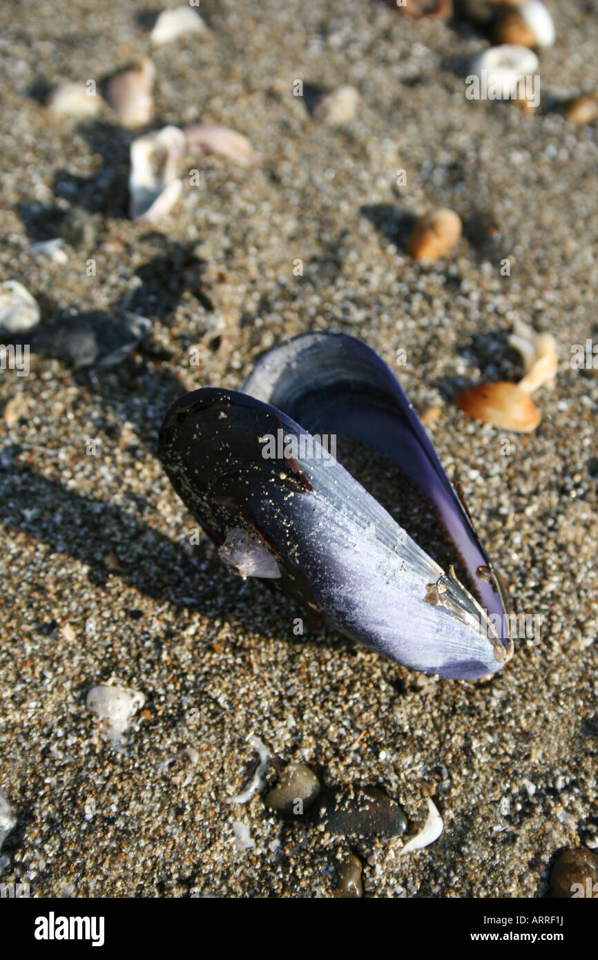 sea shells on sand Stock Photo - Alamy