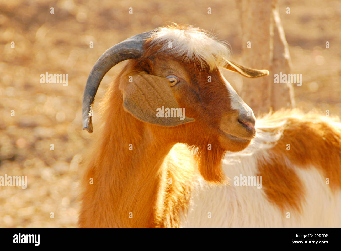 Goat, Datca Peninsula, Turkey Stock Photo - Alamy