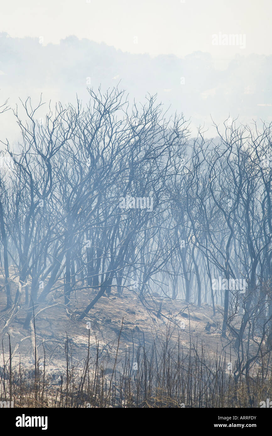 After a bush fire Australia Stock Photo - Alamy