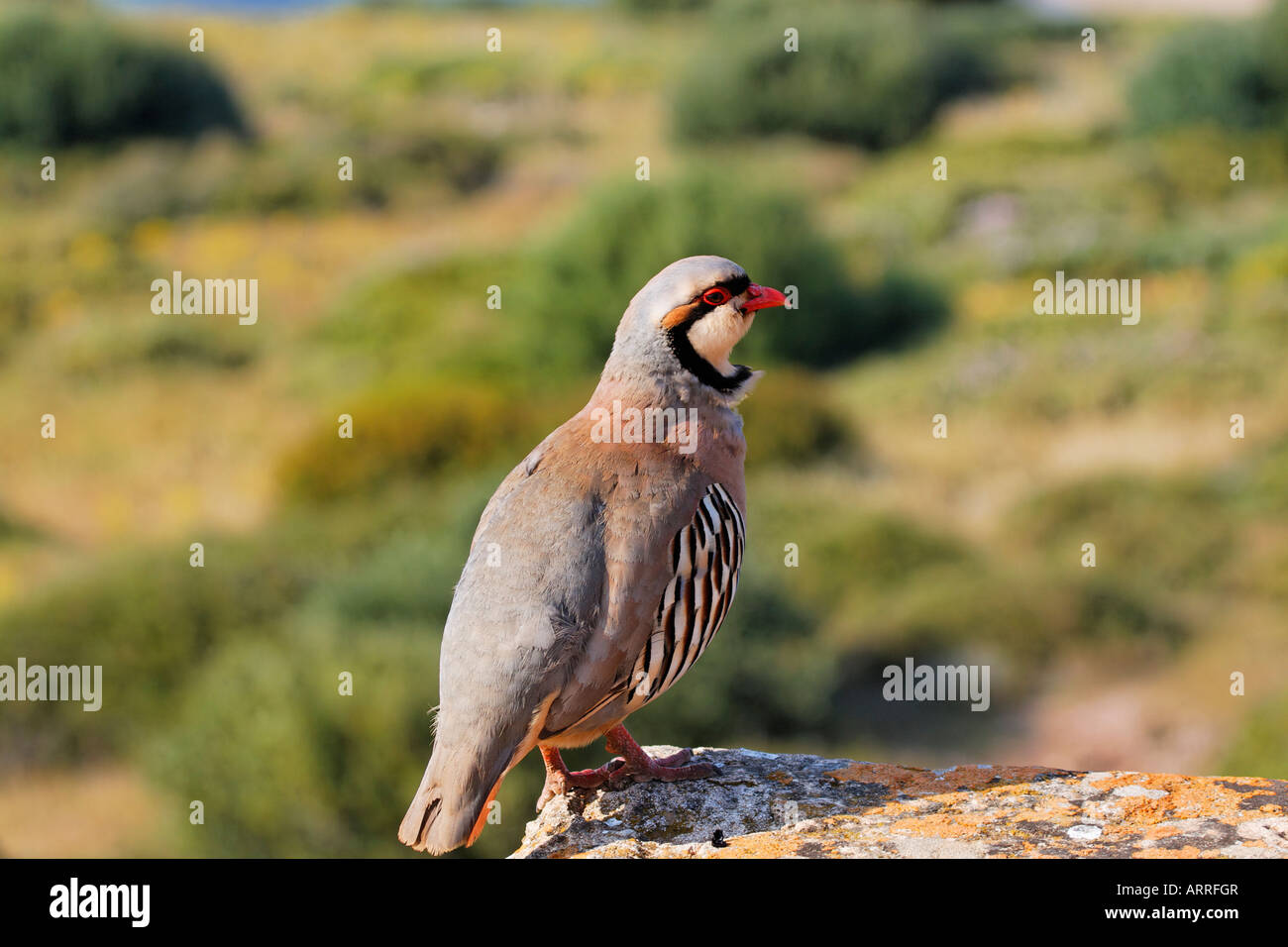Pedrix hi-res stock photography and images - Alamy