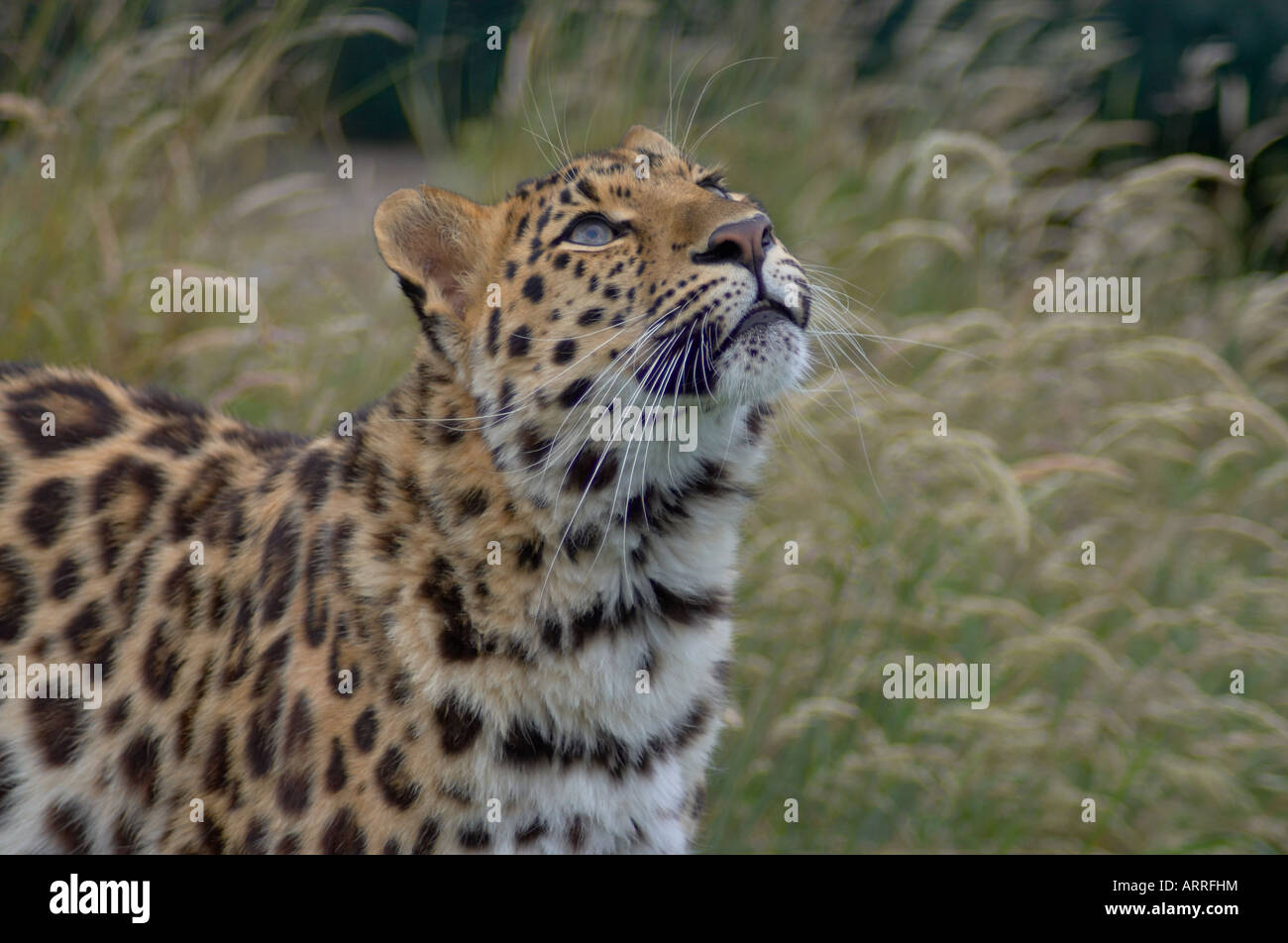 Siberian leopard cats hi-res stock photography and images - Alamy