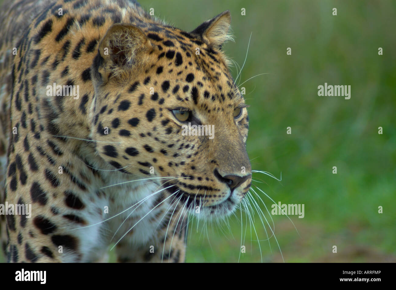 Amur leopard hi-res stock photography and images - Alamy