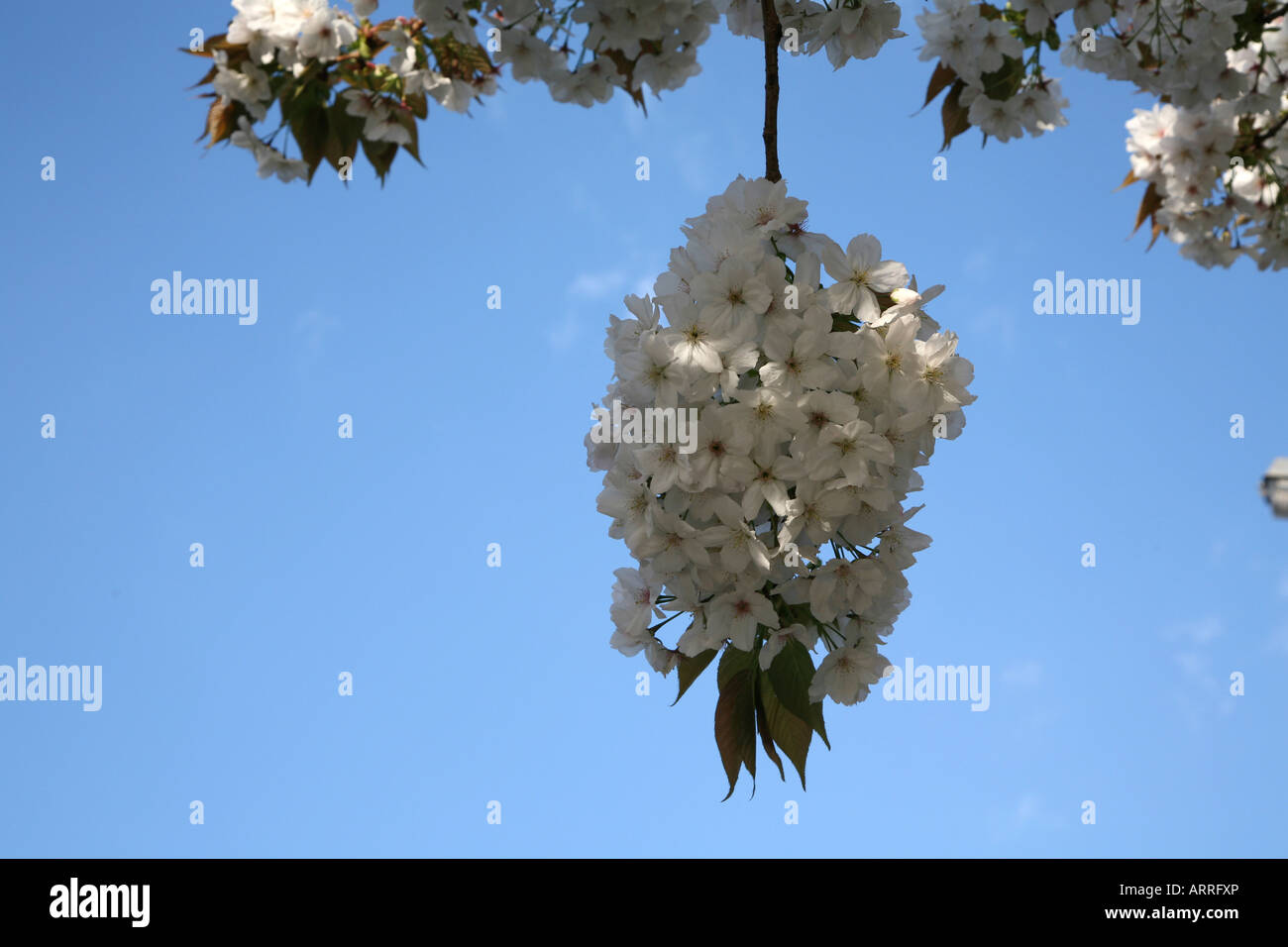 Pendulum Flowers High Resolution Stock Photography and Images - Alamy