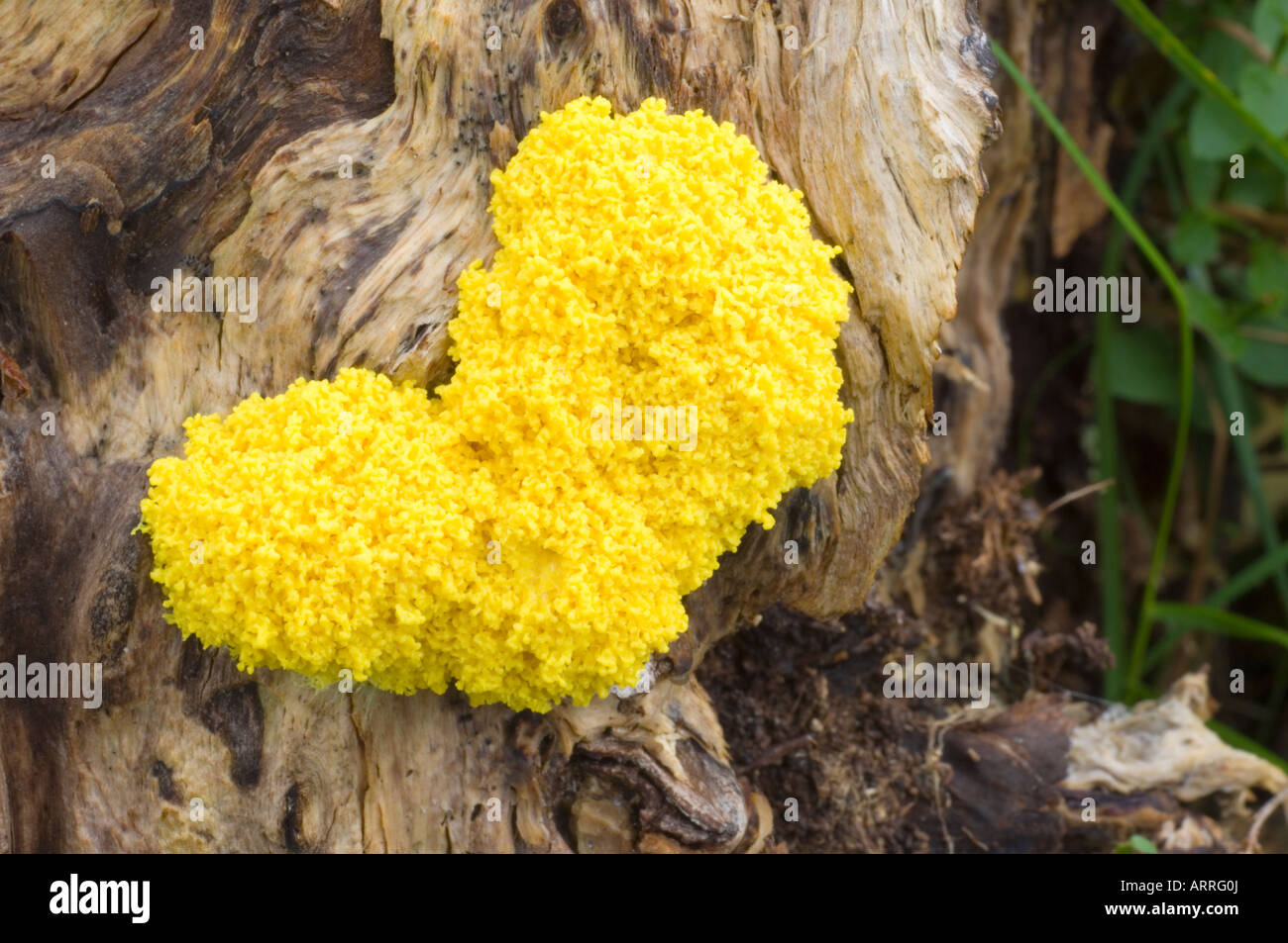 Fuligo septica hi-res stock photography and images - Alamy