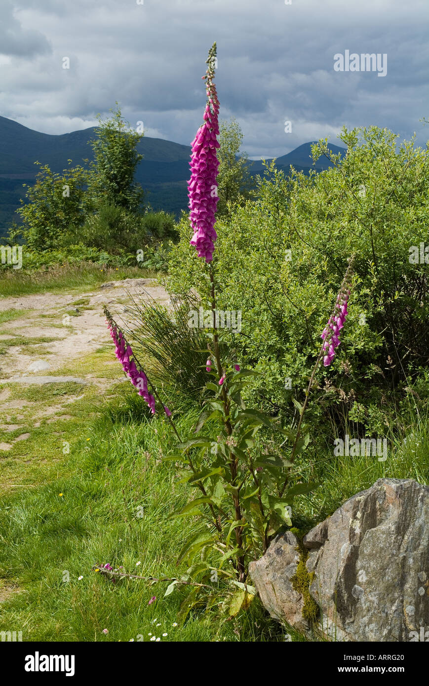 dh COMMON FOXGLOVE UK Digitalis purpurea flower growing in Highlands of ...