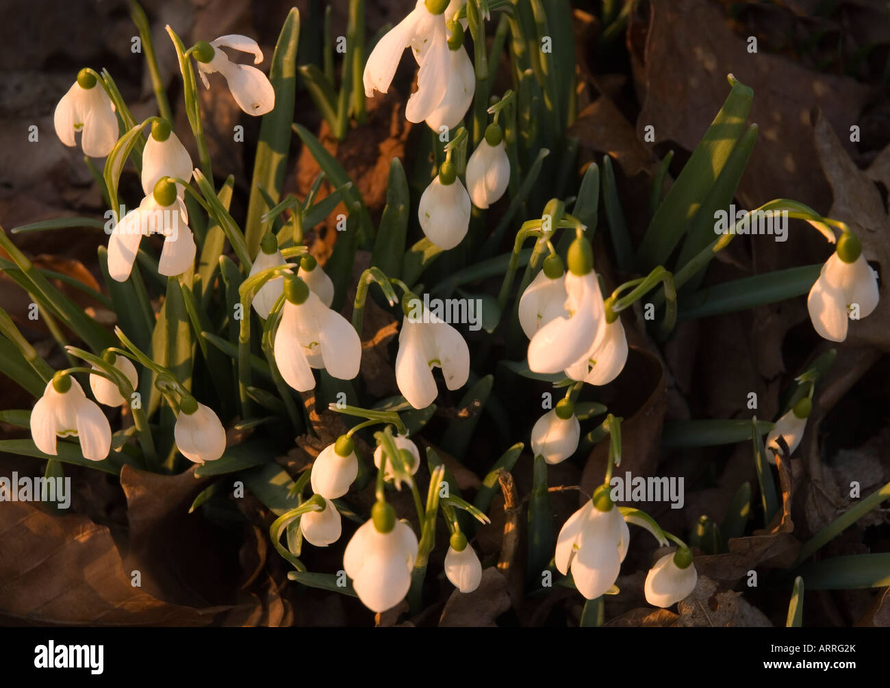 Snowdrops in the forest, photographed bathed in afternoon sunshine ...