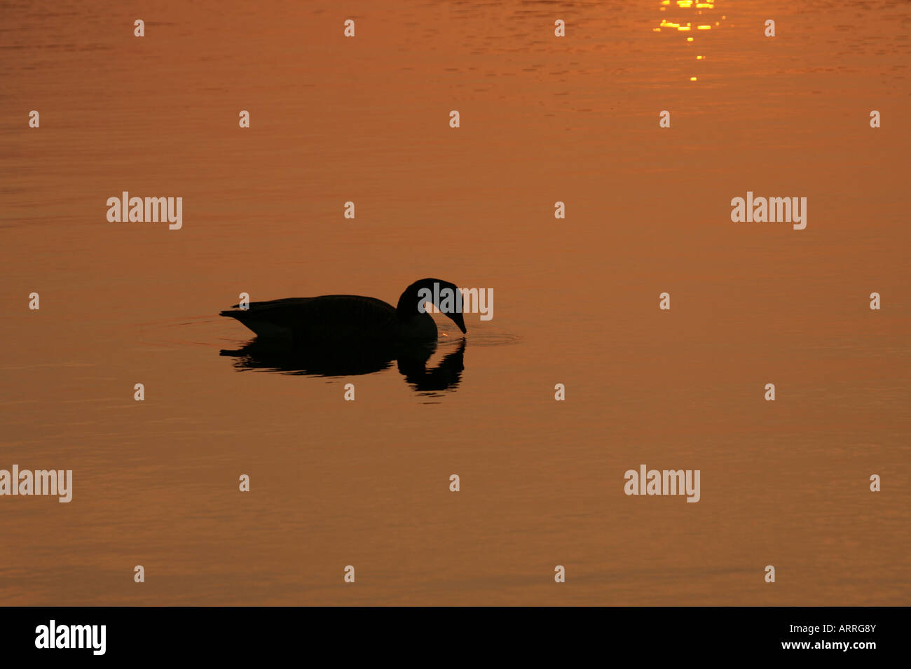 Canada goose Branta canadensis at sunset Stock Photo - Alamy